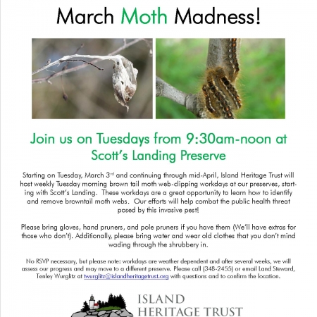 March Moth Madness! - Island Heritage Trust