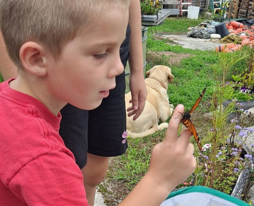 Project Monarch | Island Heritage Trust